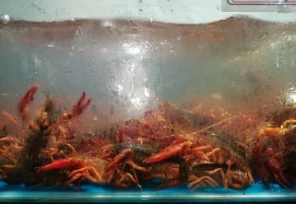 Everything You Need to Know about Crayfish in China | My Chinese Recipes